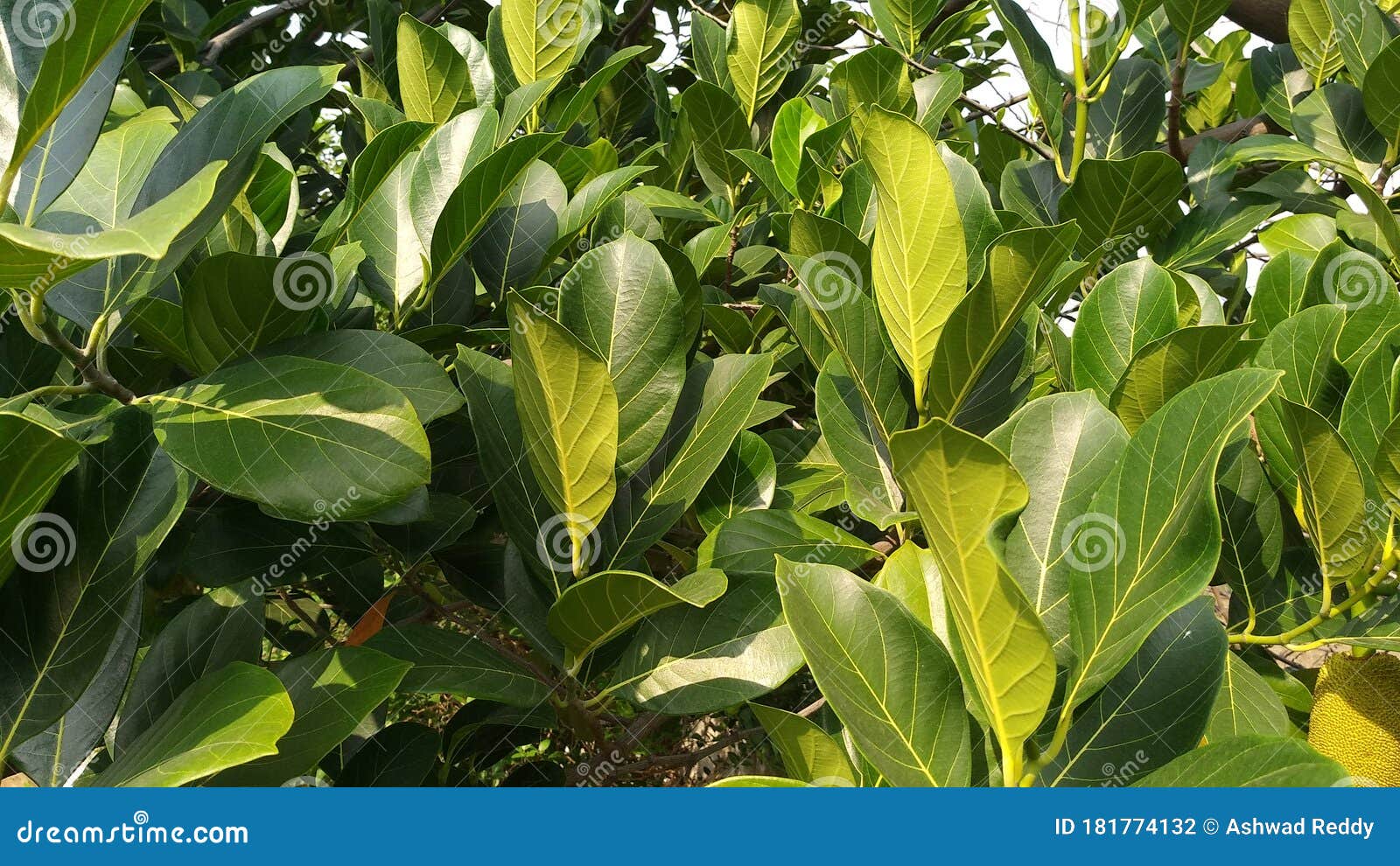 Fresh and Green Jackfruit Leaves on a Tree Stock Photo - Image of plant ...