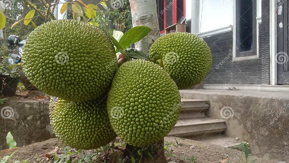 Fresh Green Jackfruit in 1 Small Stem Stock Photo - Image of stem, cook: 340191046