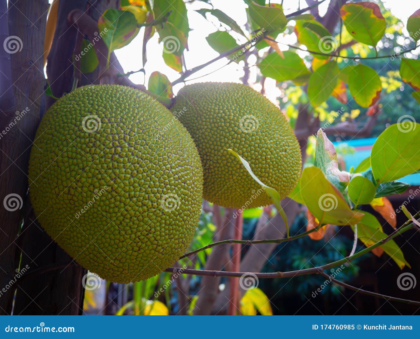 Fresh Green Jackfruit on the Jackfruit Tree Stock Image - Image of ...