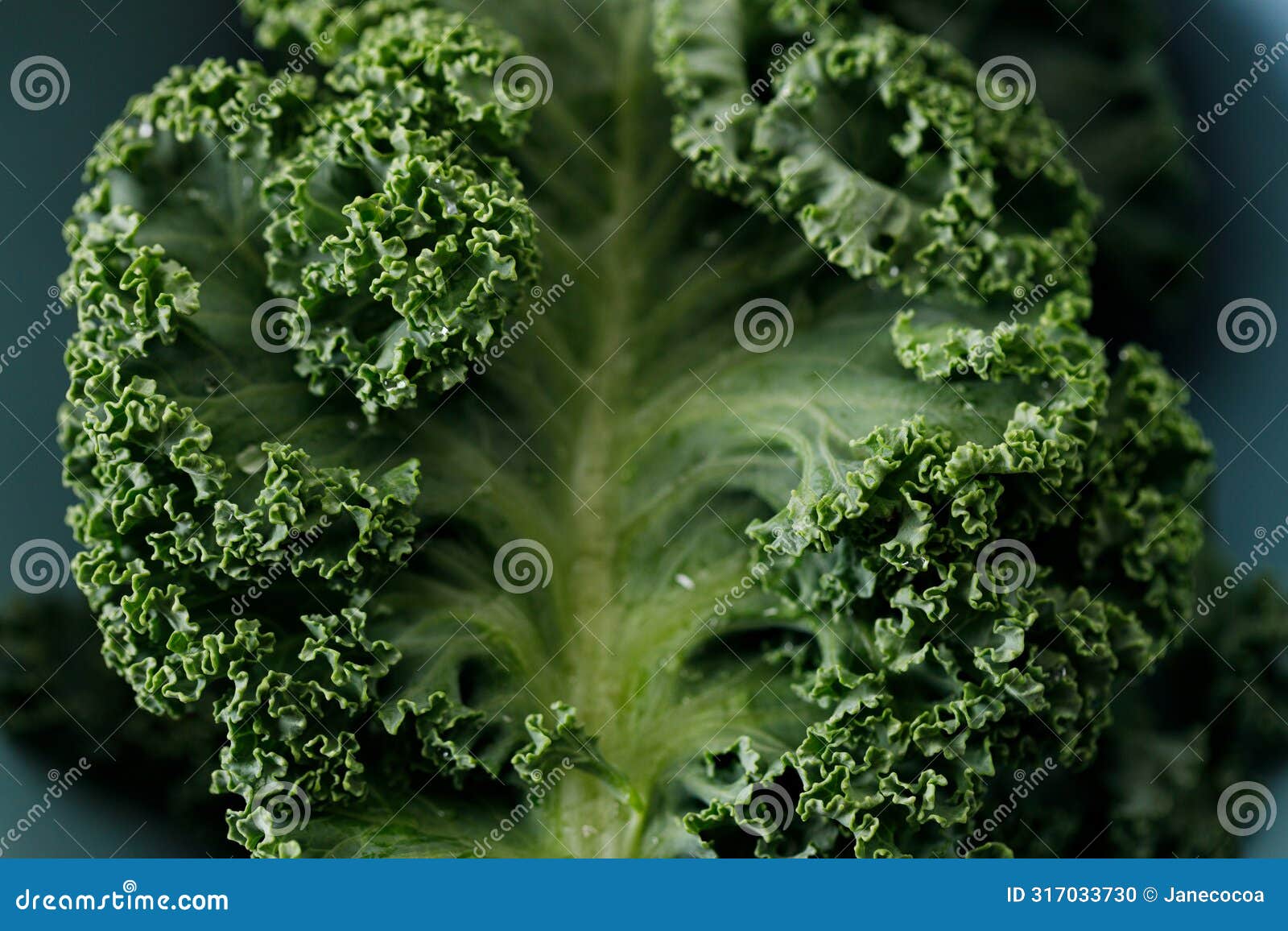 Fresh Green Kale Leaf with Water Drops Background Stock Photo - Image ...