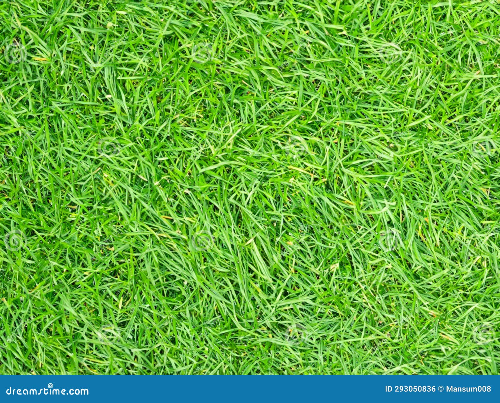 Fresh Green Lawn Grass Texture Stock Photo - Image of environment ...