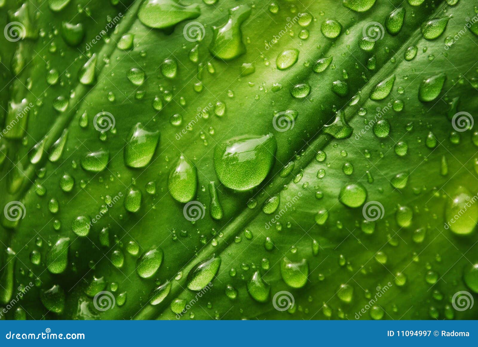 Fresh green leaf stock image. Image of nature, macro - 11094997