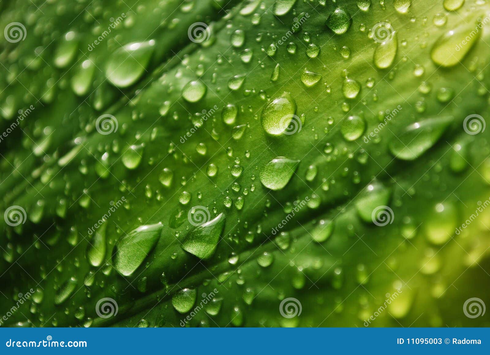 Fresh green leaf stock image. Image of refreshing, macro - 11095003