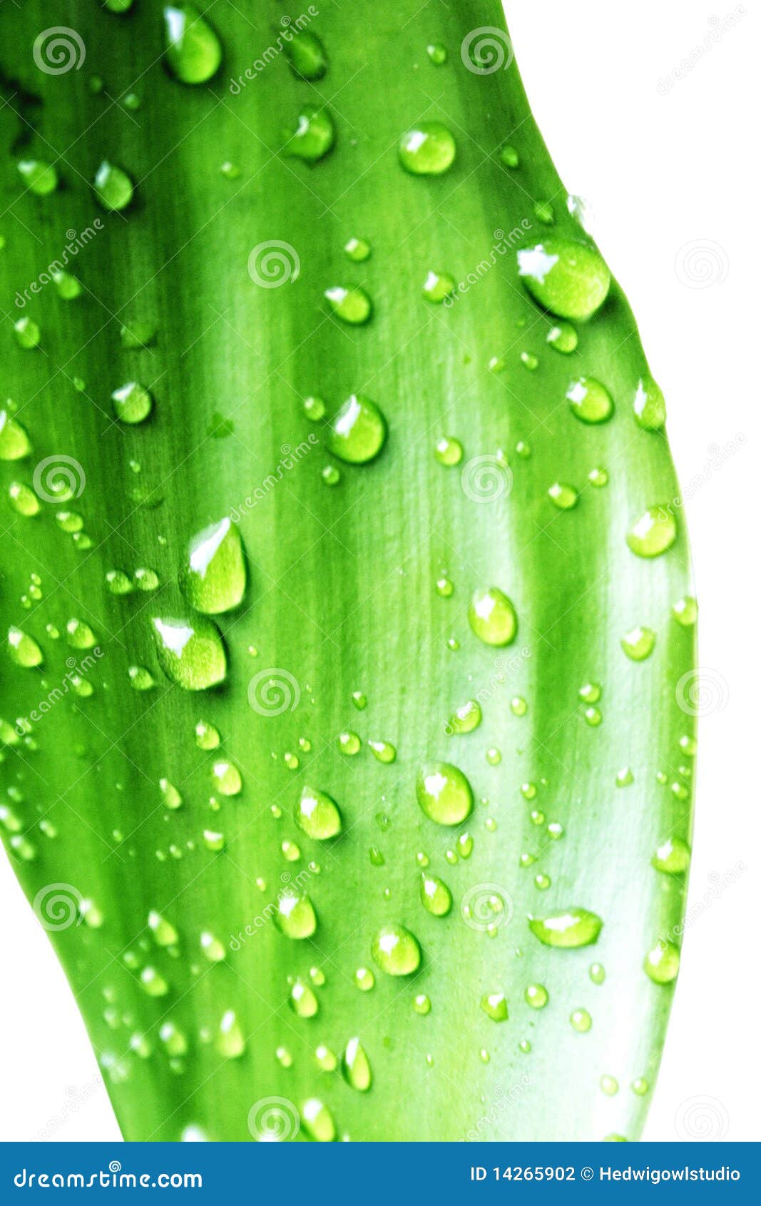Fresh green leaf stock photo. Image of summer, spring - 14265902