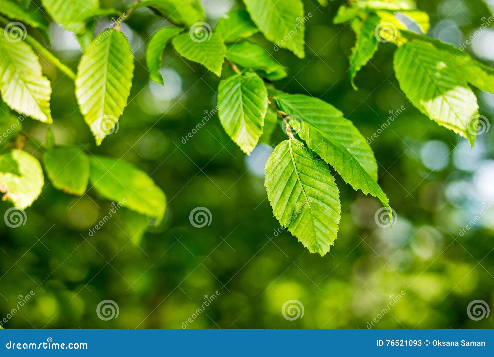 Fresh Green Leaf Backgrounds. Shallow Depth of Field Stock Image ...