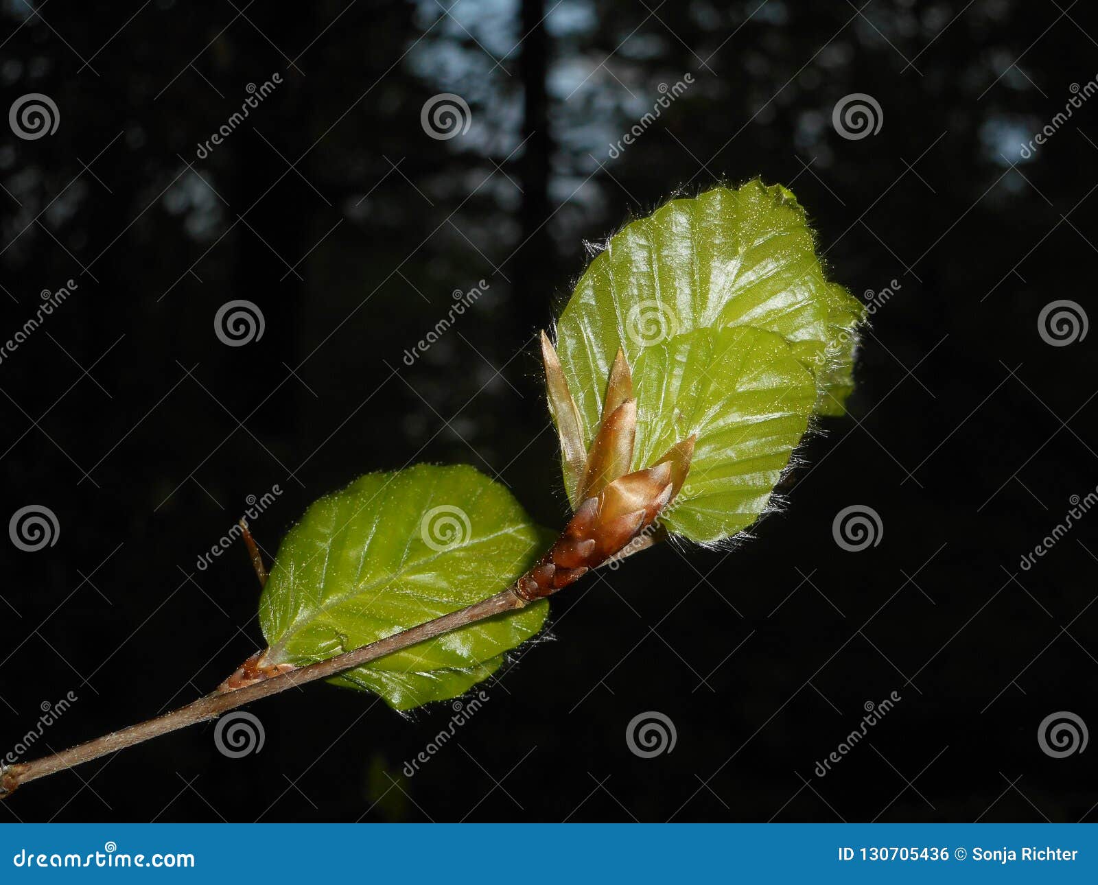 Fresh Green Leaf of a Beech Tree in Spring Stock Photo - Image of light ...