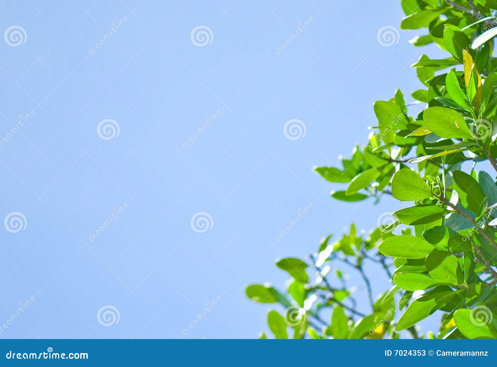 Fresh Green Leaf and Blue Sky Stock Image - Image of beautiful, sunny ...