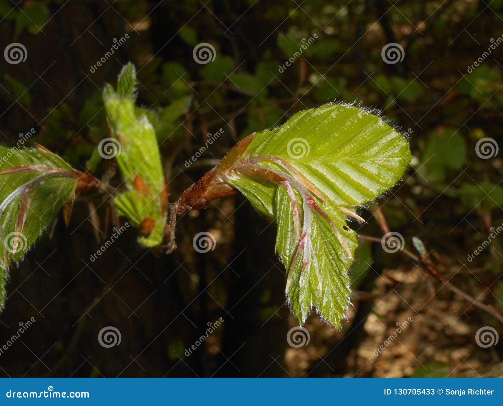 Fresh Green Leaf of a Beech Tree in Spring Stock Image - Image of wild ...