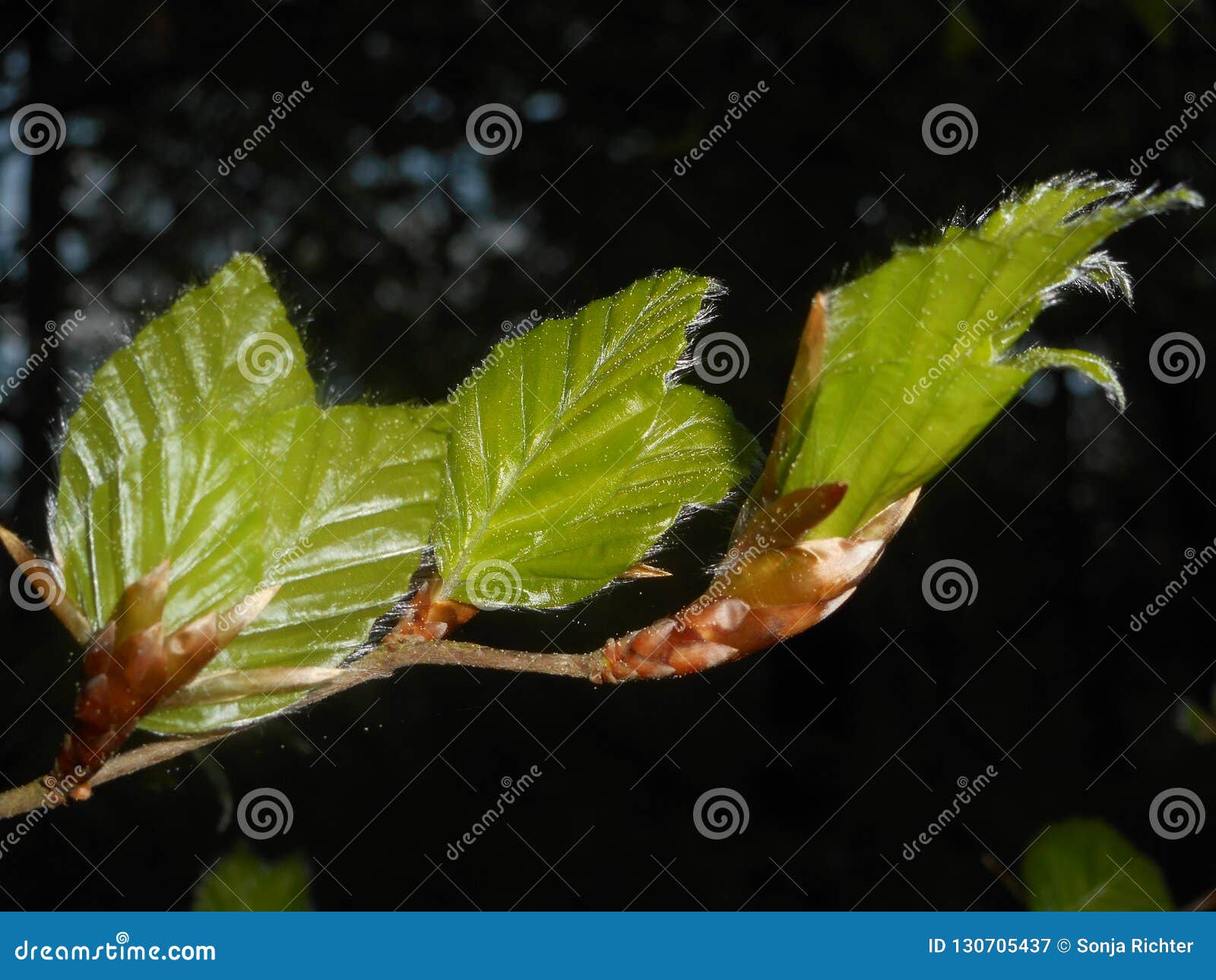 Fresh Green Leaf of a Beech Tree in Spring Stock Image - Image of light ...