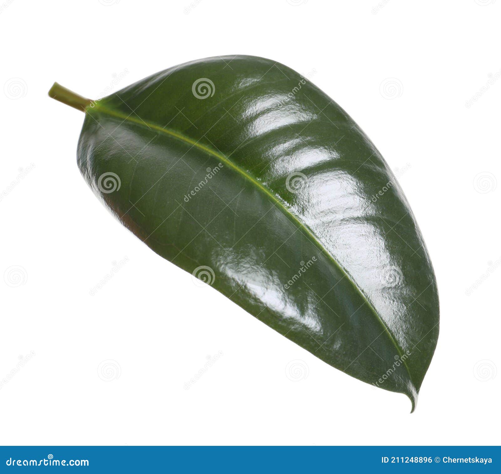 Fresh Green Leaf of Ficus Elastica Plant Isolated on White Stock Photo - Image of leafage ...