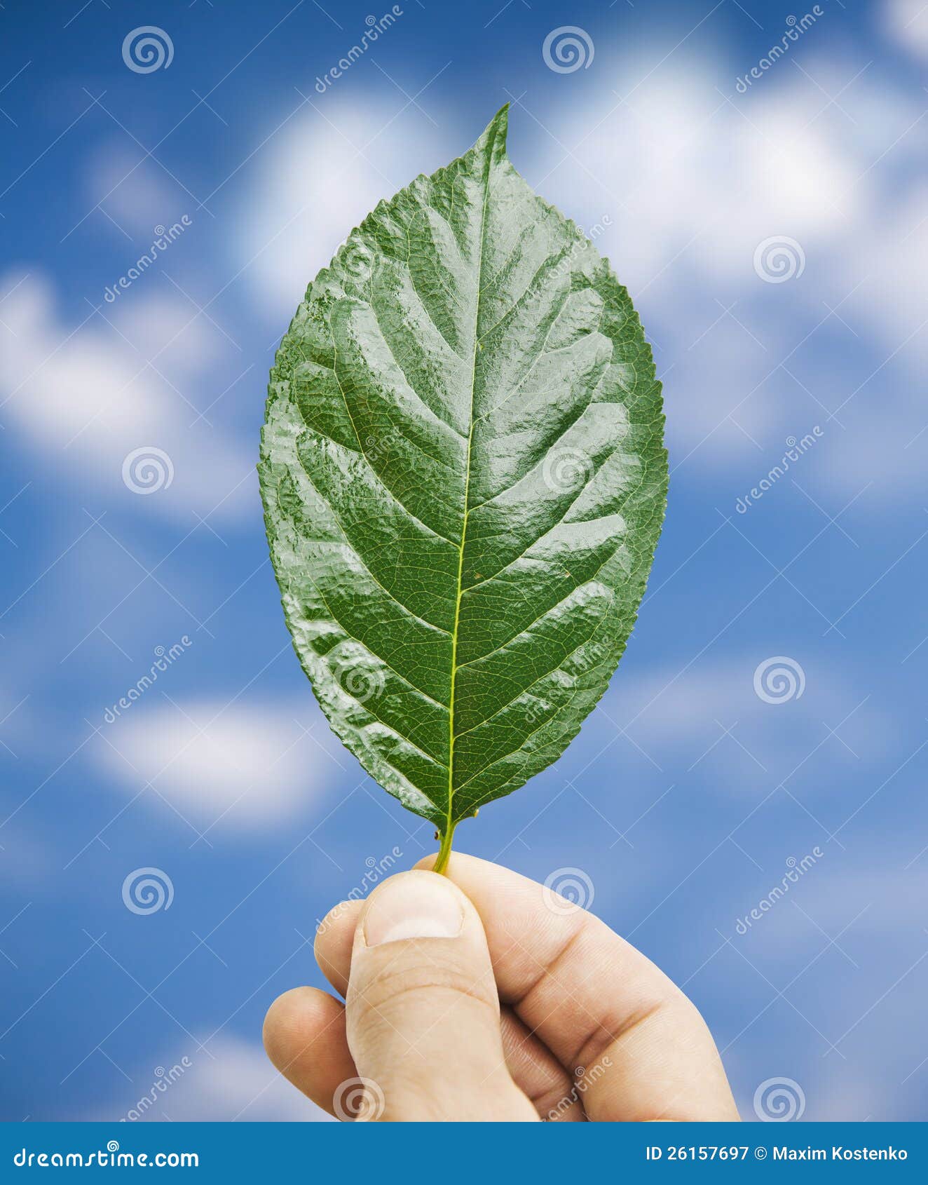 Fresh green leaf in hand stock image. Image of rehabilitation - 26157697