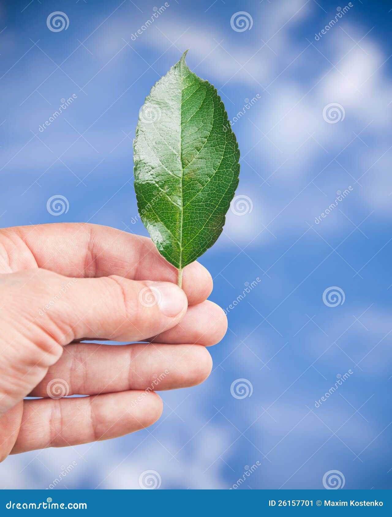 Fresh green leaf in hand stock image. Image of hand, ecology - 26157701