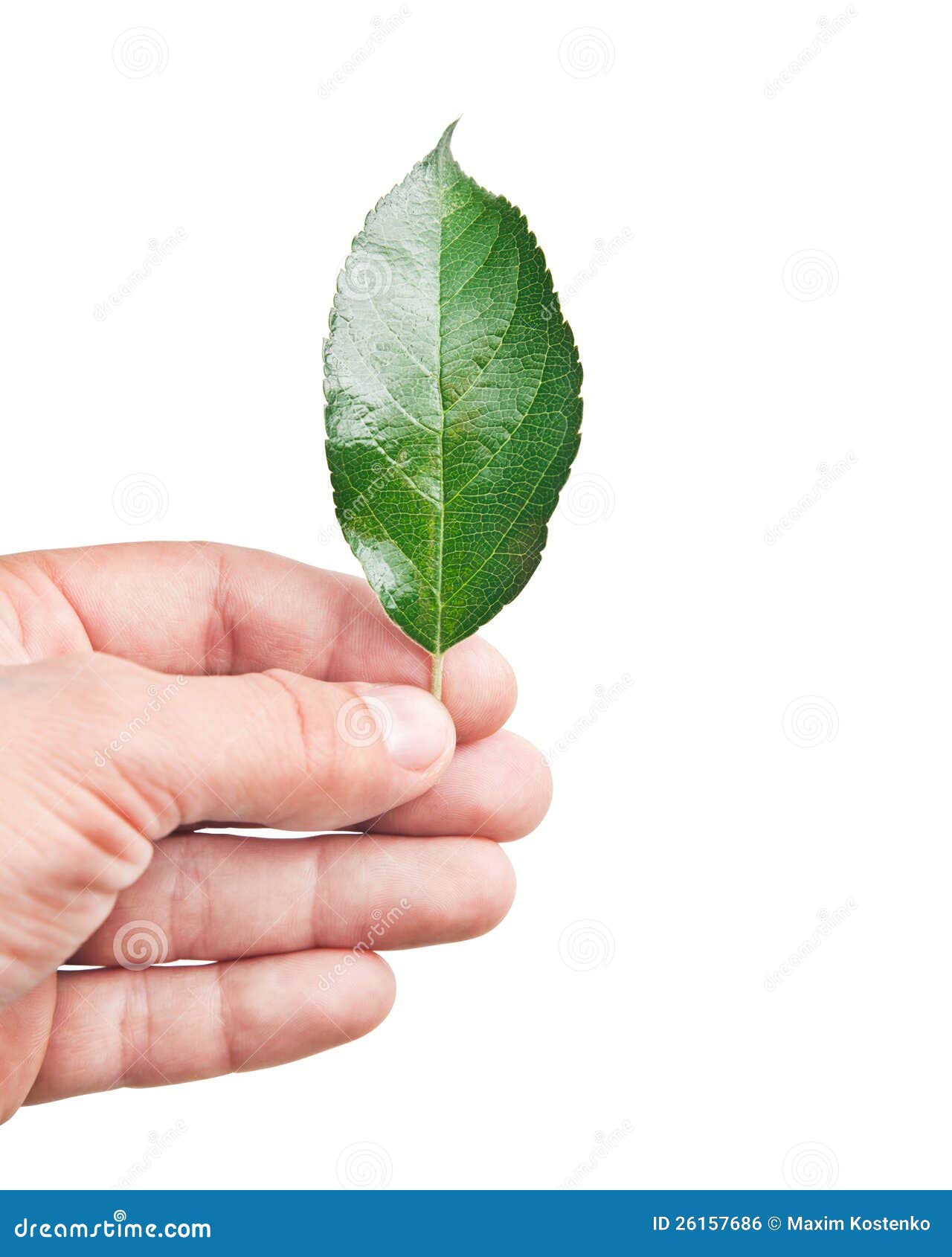Fresh Green Leaf in Hand, Isolated Stock Photo - Image of agriculture ...