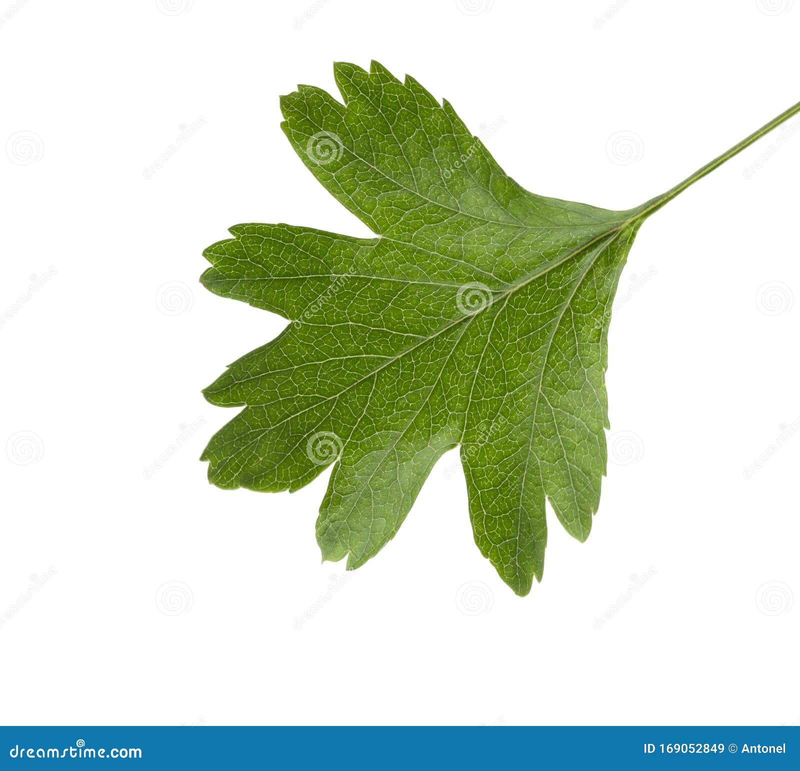 Isolated Hawthorn Flower. Flowering Whitethorn Branch With Spring ...