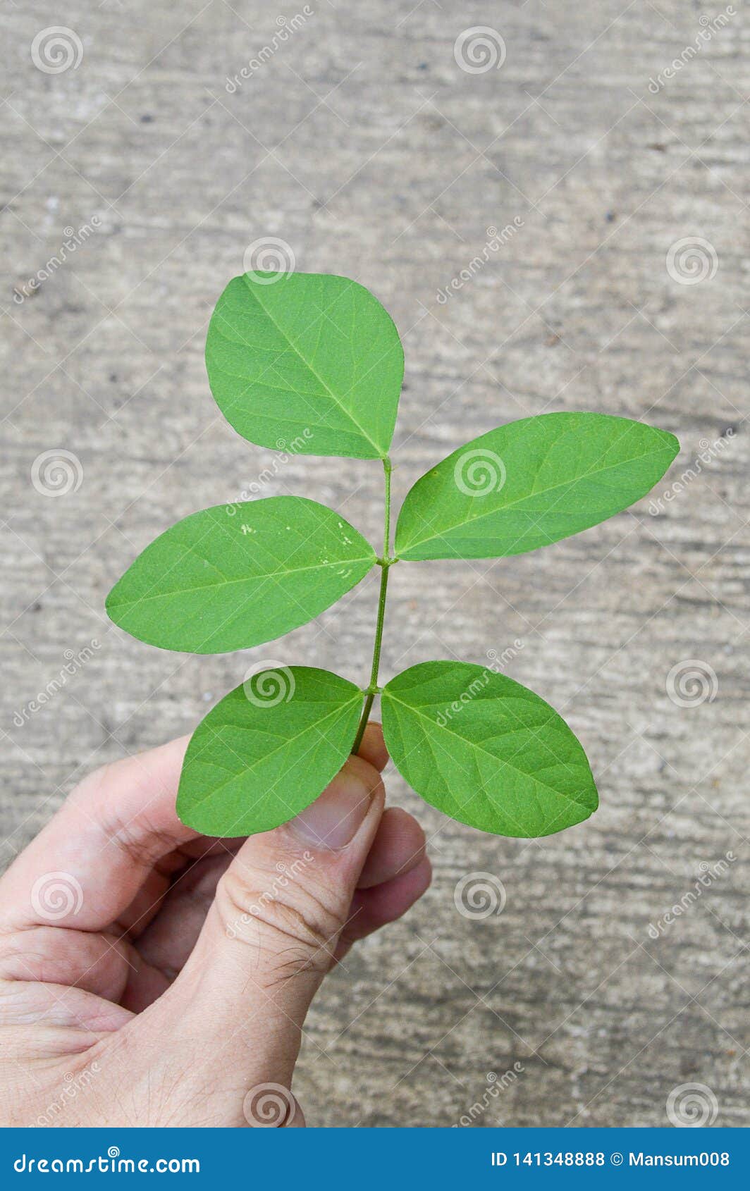 Fresh Green Leaf on Man Hand Stock Photo - Image of closeup, finger ...
