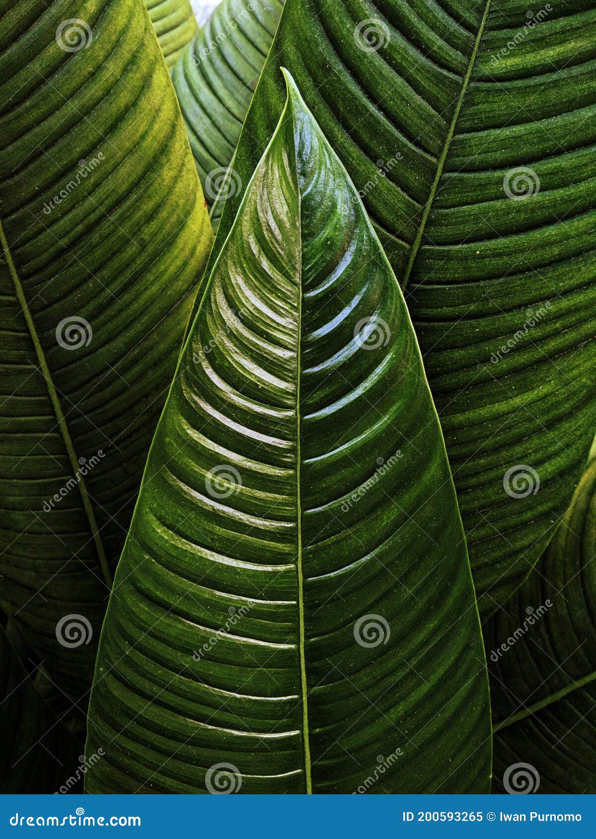 Fresh Green Leaf with Nice Texture Stock Image - Image of plant, nature ...