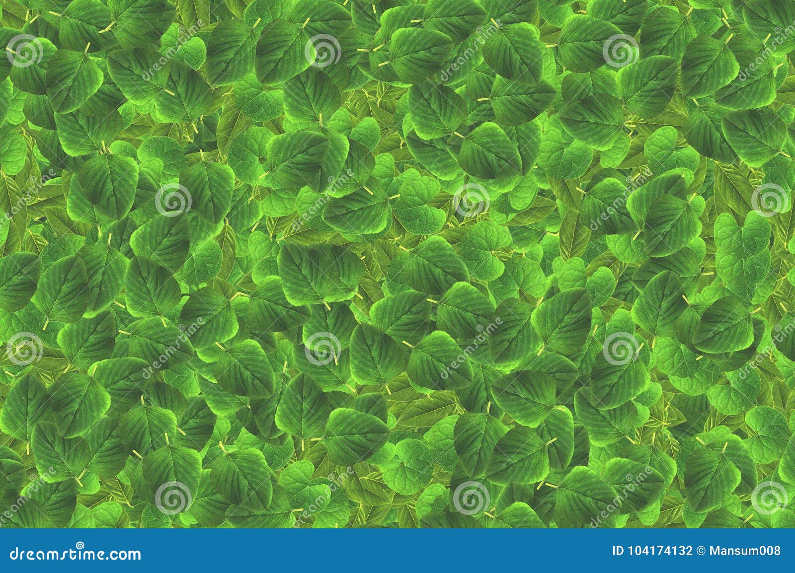 Green Leaf Pattern Background Stock Photo - Image of evergreen ...