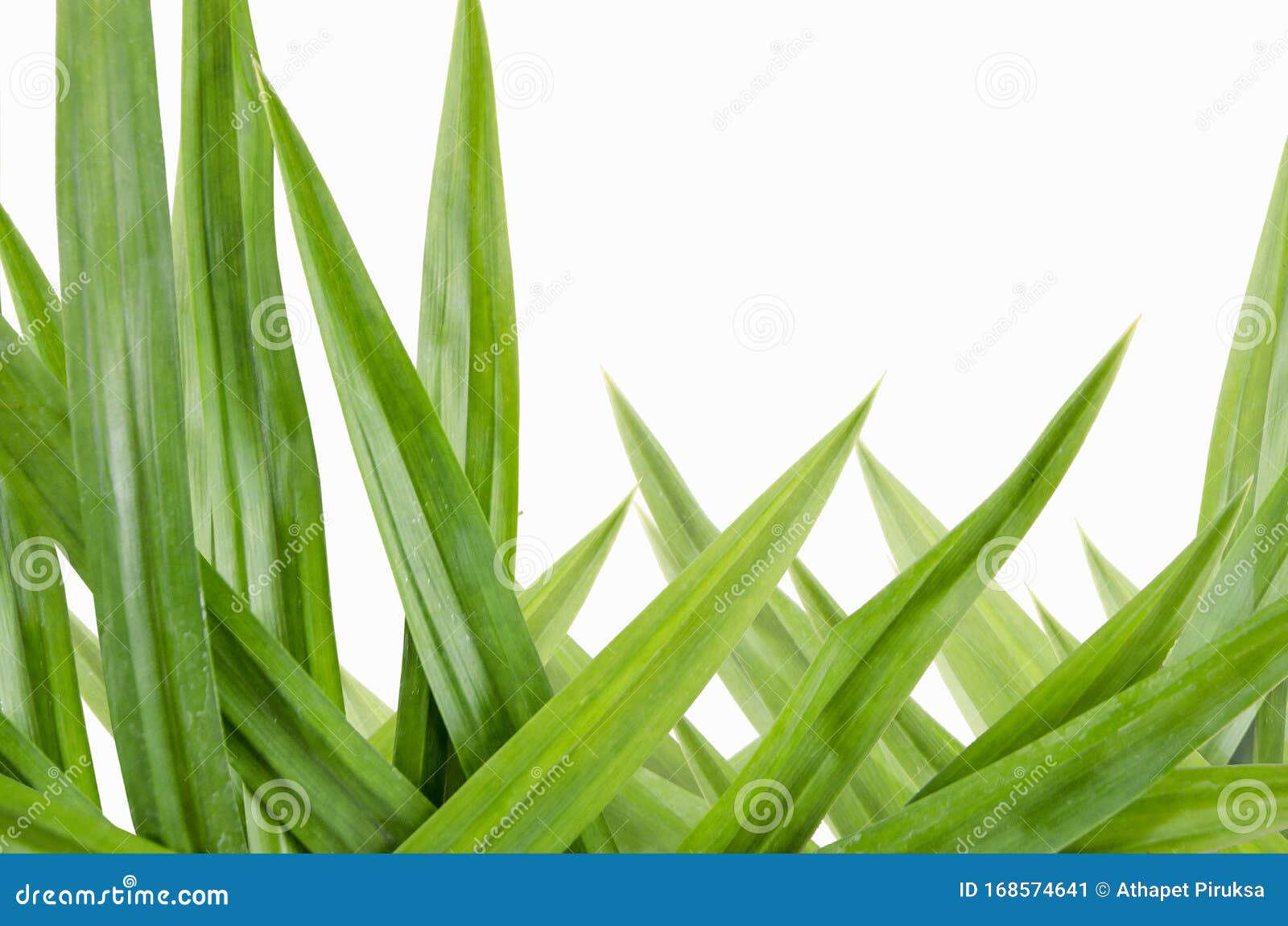 Fresh Green Leaf Pattern of Pandan on White Background Stock Image ...