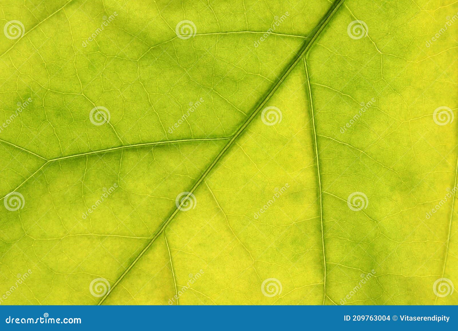Leaf Ribs And Veins Royalty-Free Stock Photography | CartoonDealer.com ...