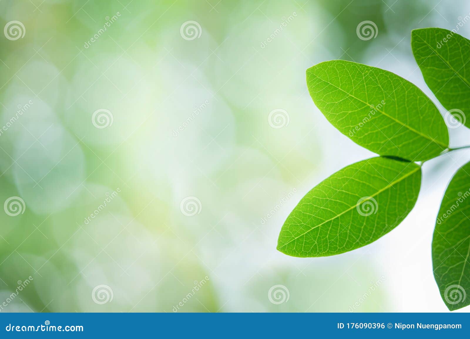 Fresh Green Leaf in Sunlight Stock Photo - Image of branch, close ...