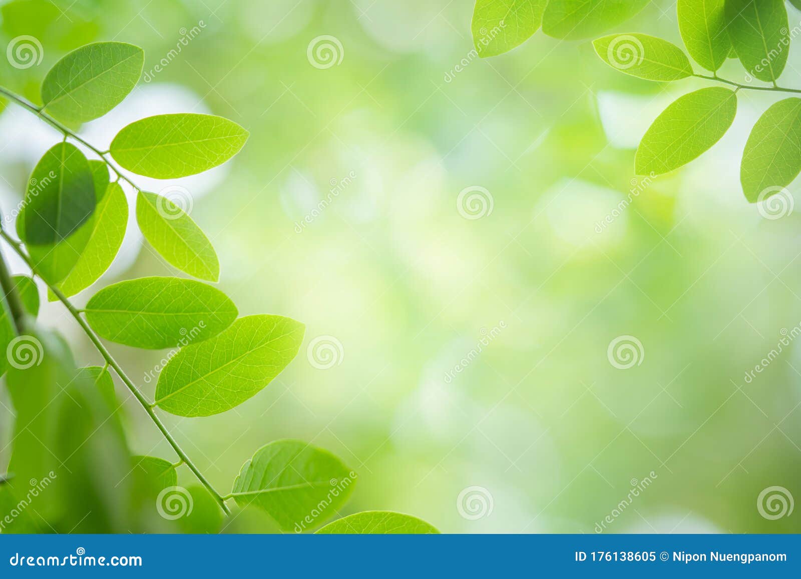 Fresh Green Leaf in Sunlight Stock Image - Image of growth, leaves ...