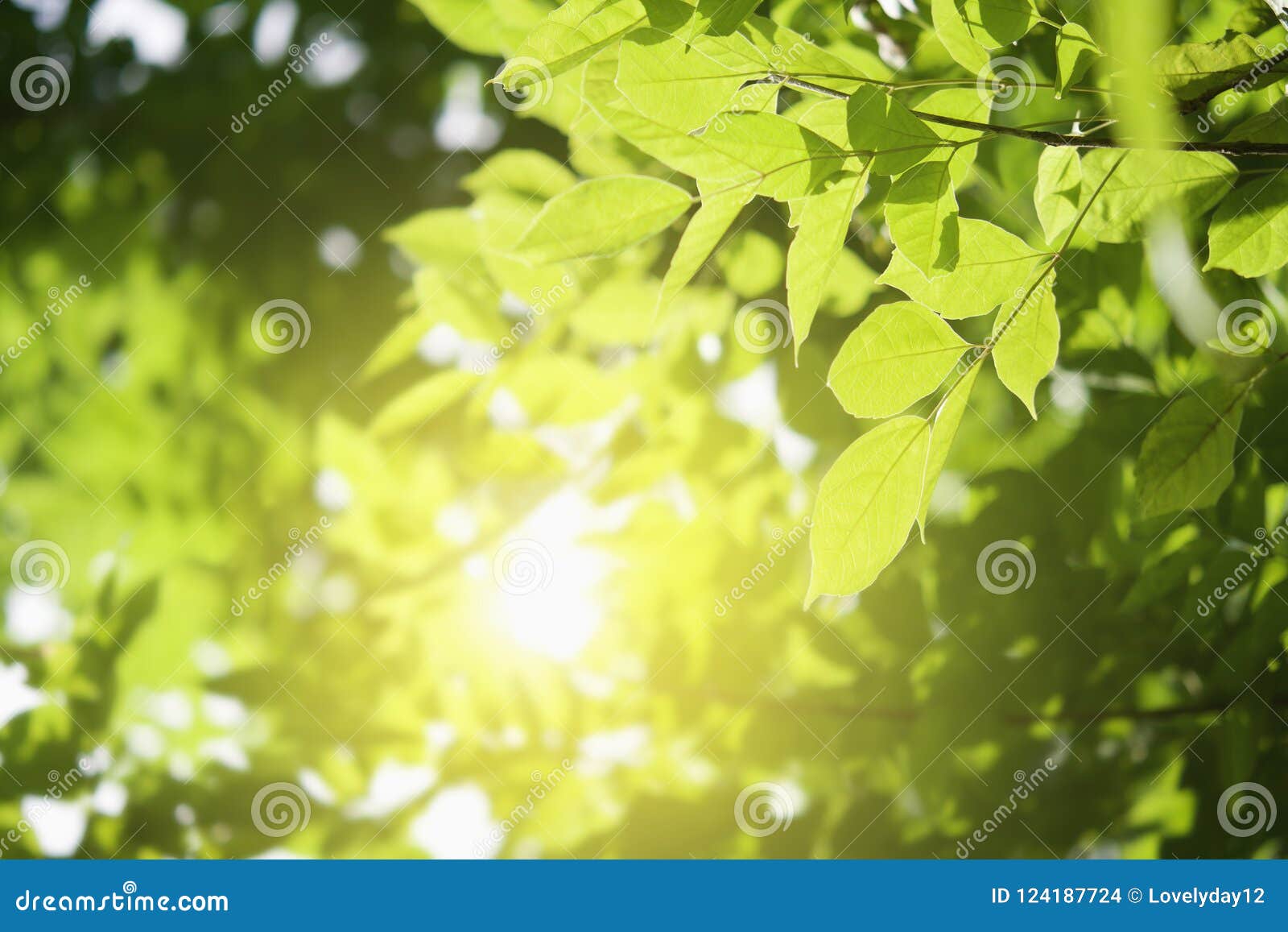 Fresh Green Leaf and Sunshine Stock Photo - Image of summer, clean ...