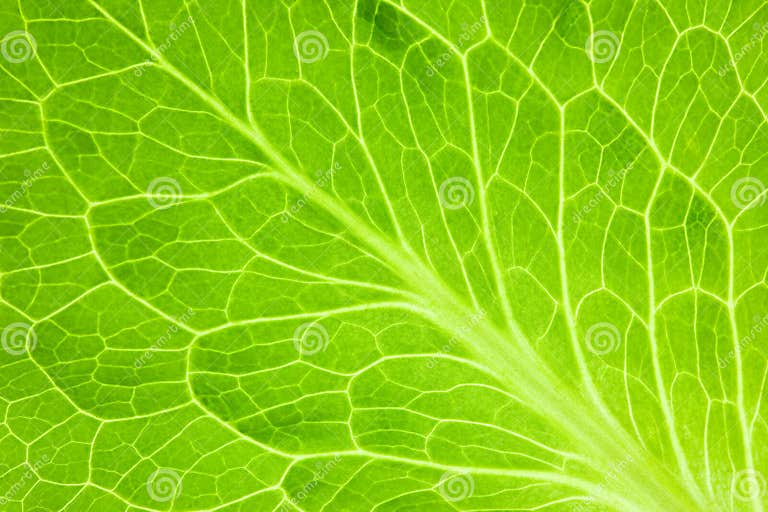 Fresh Green Leaf / Super Macro Stock Photo - Image of conservation ...