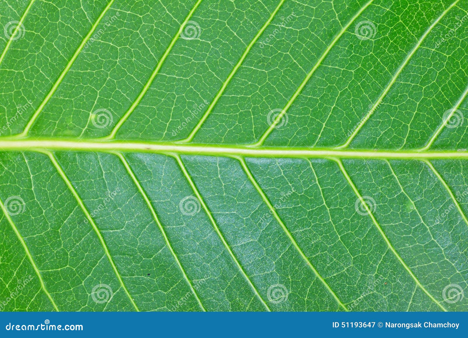 Fresh Green Leaf Surface Texture Stock Image - Image of vibrant, nature ...