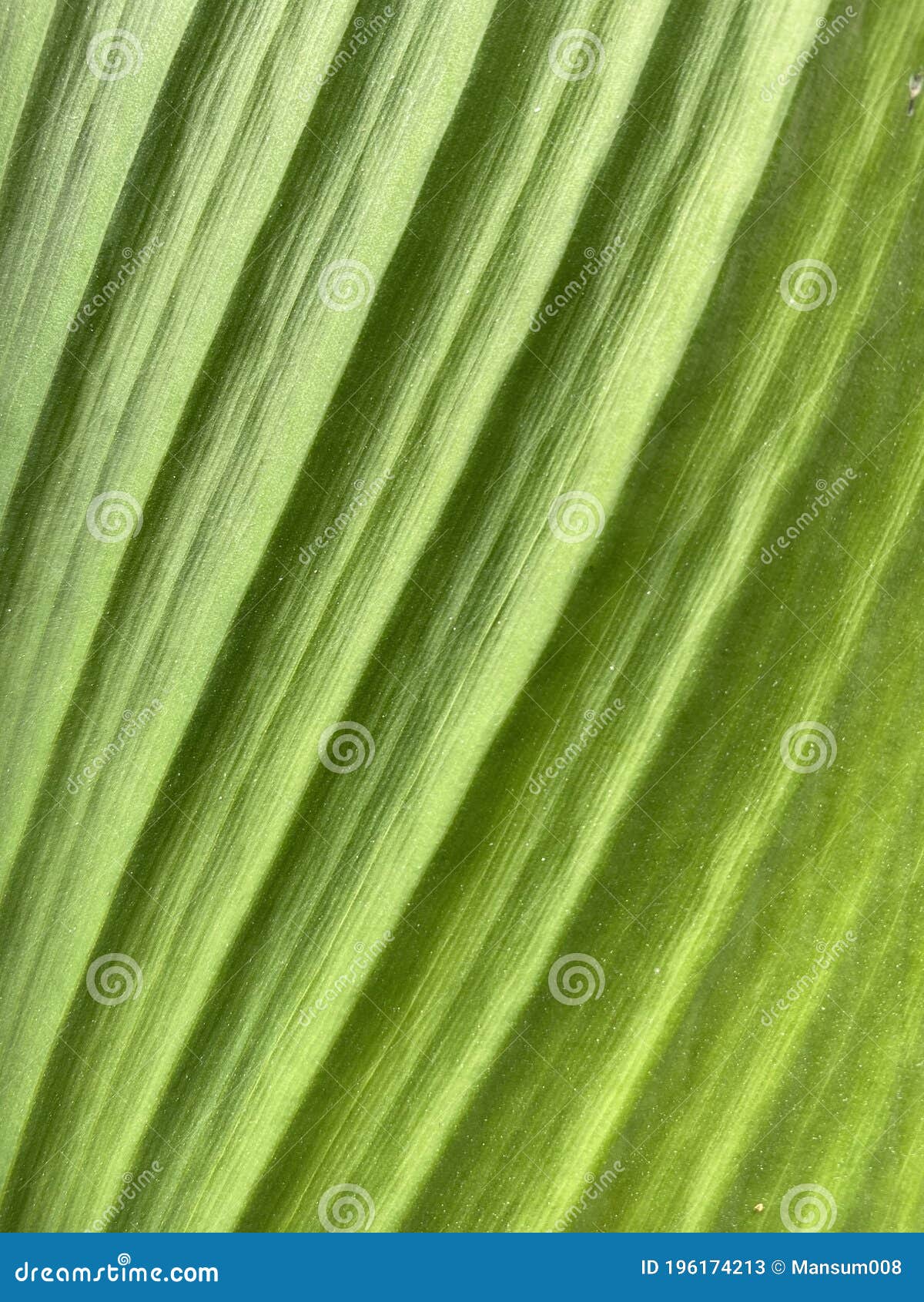 Fresh green leaf texture stock image. Image of botany - 196174213