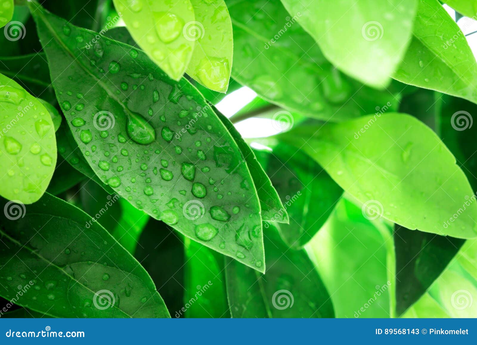 Fresh Green Leaf and Water Drop in Nature Stock Image - Image of nature ...