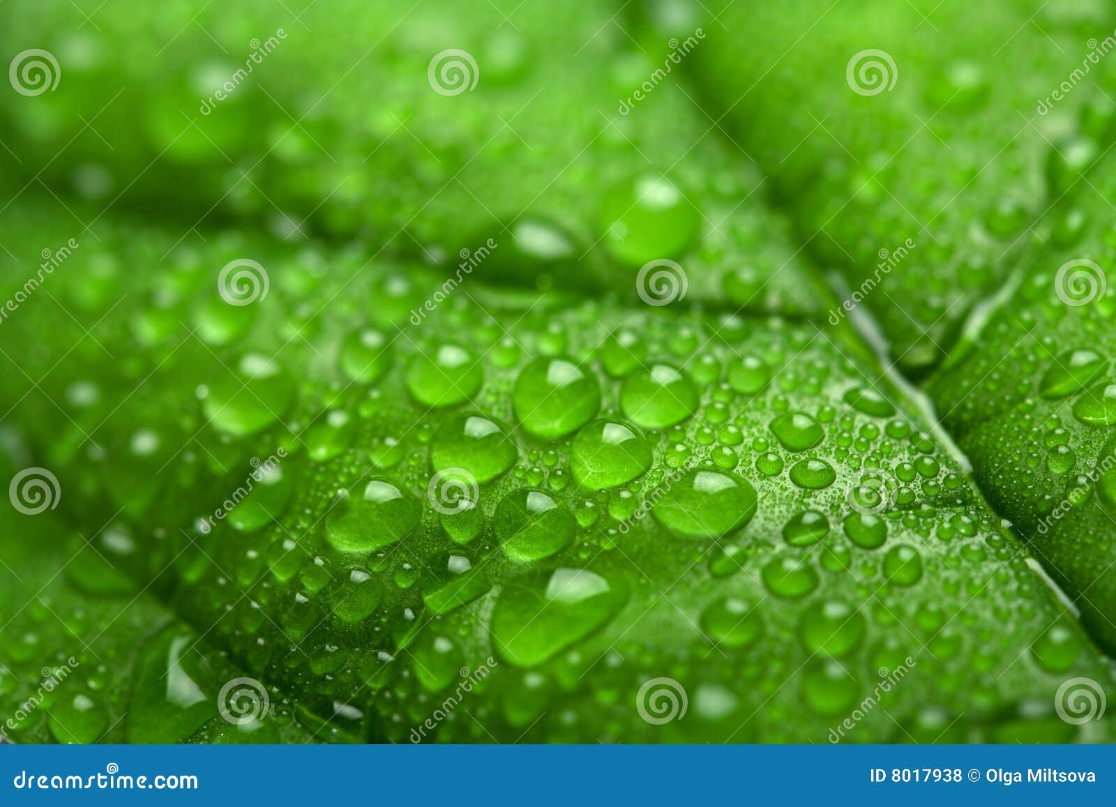 Fresh Green Leaf with Water Droplets Stock Photo - Image of plant ...