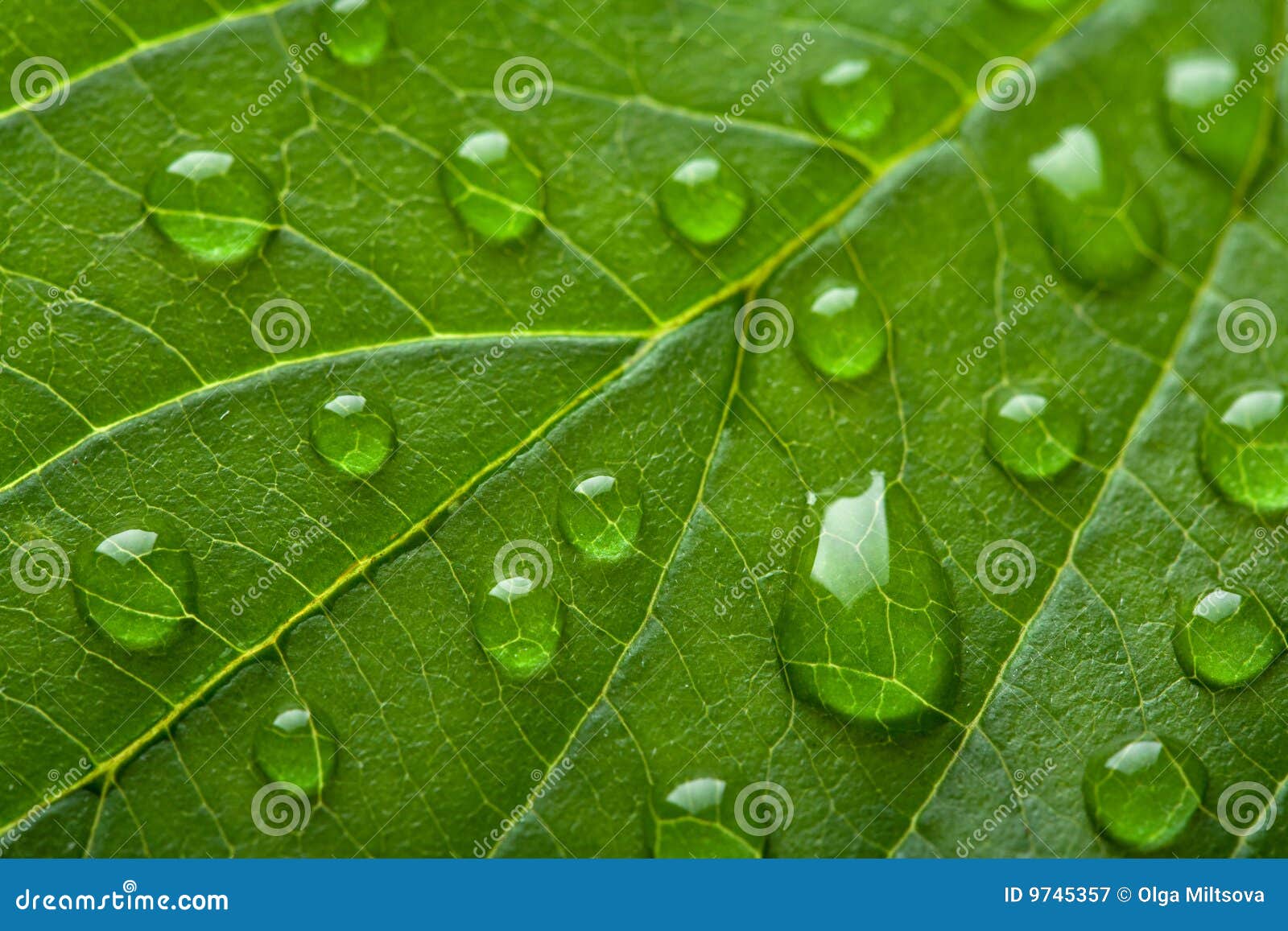 Fresh Green Leaf with Water Droplets Stock Image - Image of flora ...