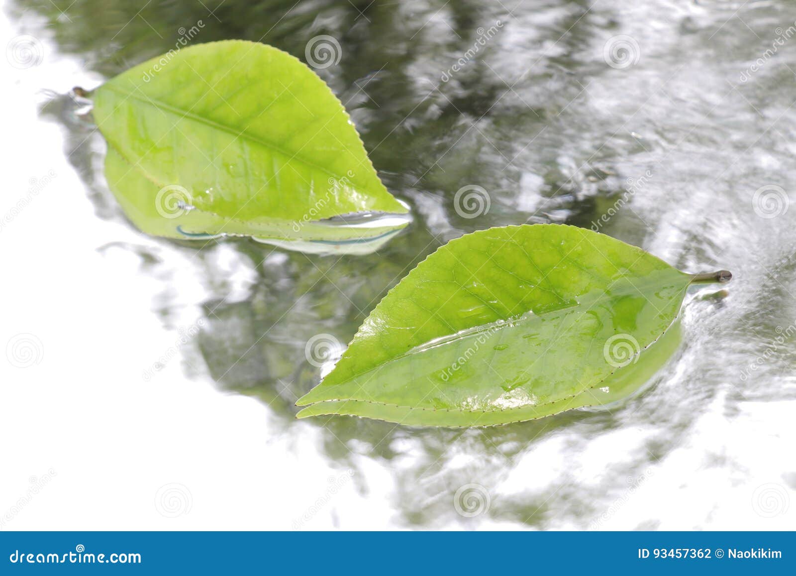 Fresh Green Leaf on Water Flow Stock Photo - Image of isolated, organic ...