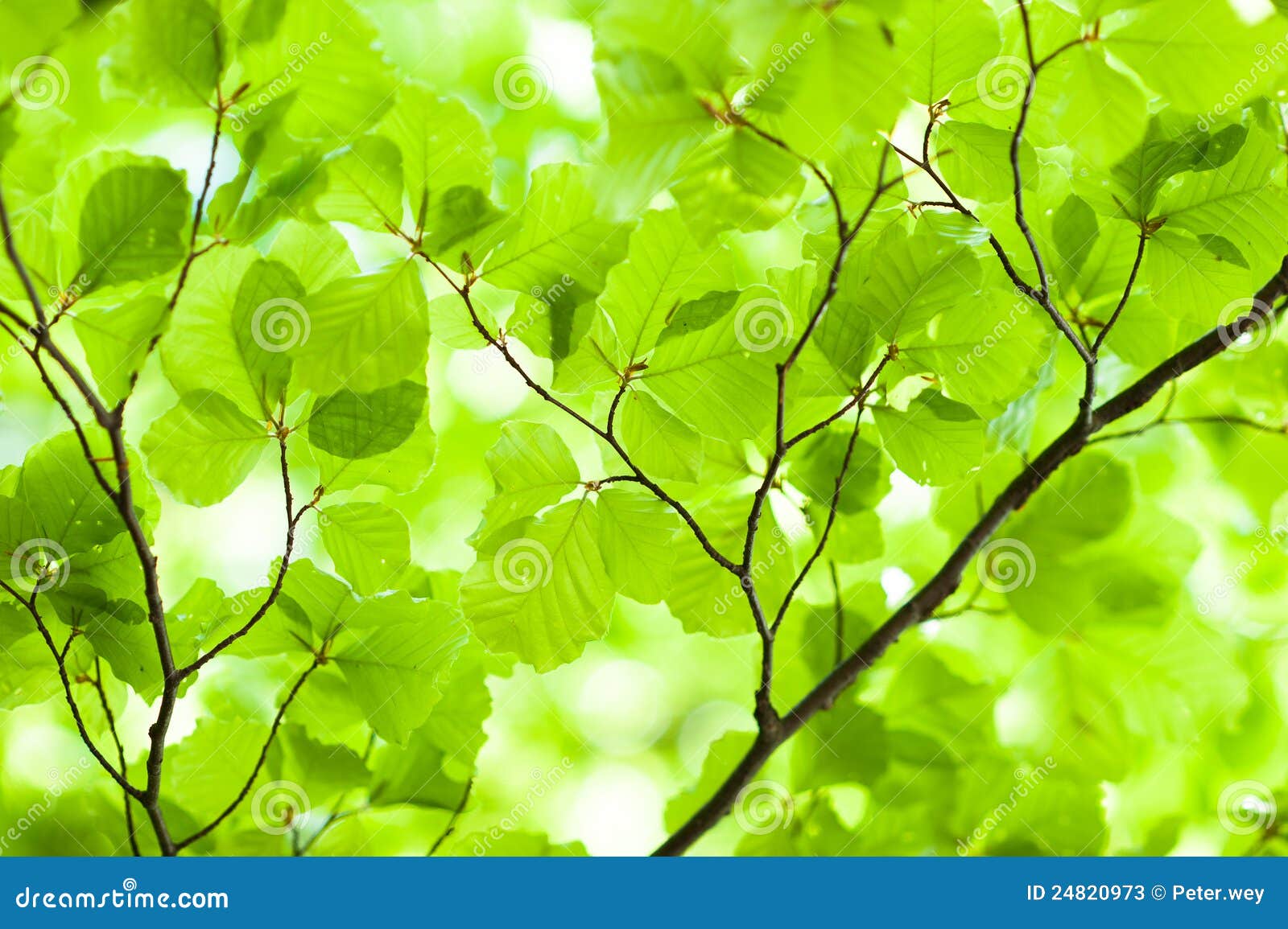 Fresh green leafes stock image. Image of light, healthy - 24820973