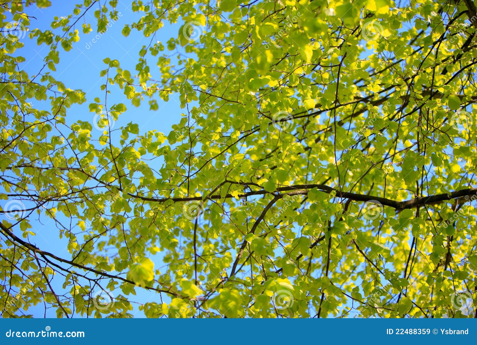 Fresh Green Leafs of a Tree in Spring Stock Image - Image of pattern ...