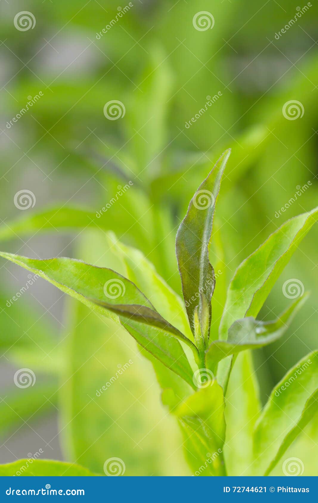 Fresh Green Leave As Background Stock Image - Image of plant, leave ...