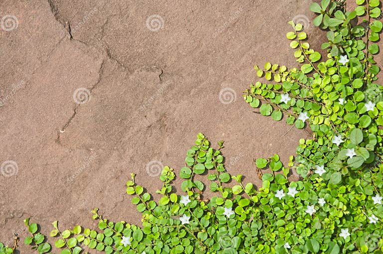 Fresh Green Leave of Roundleaf Bindweed Pattern Stock Photo - Image of ...