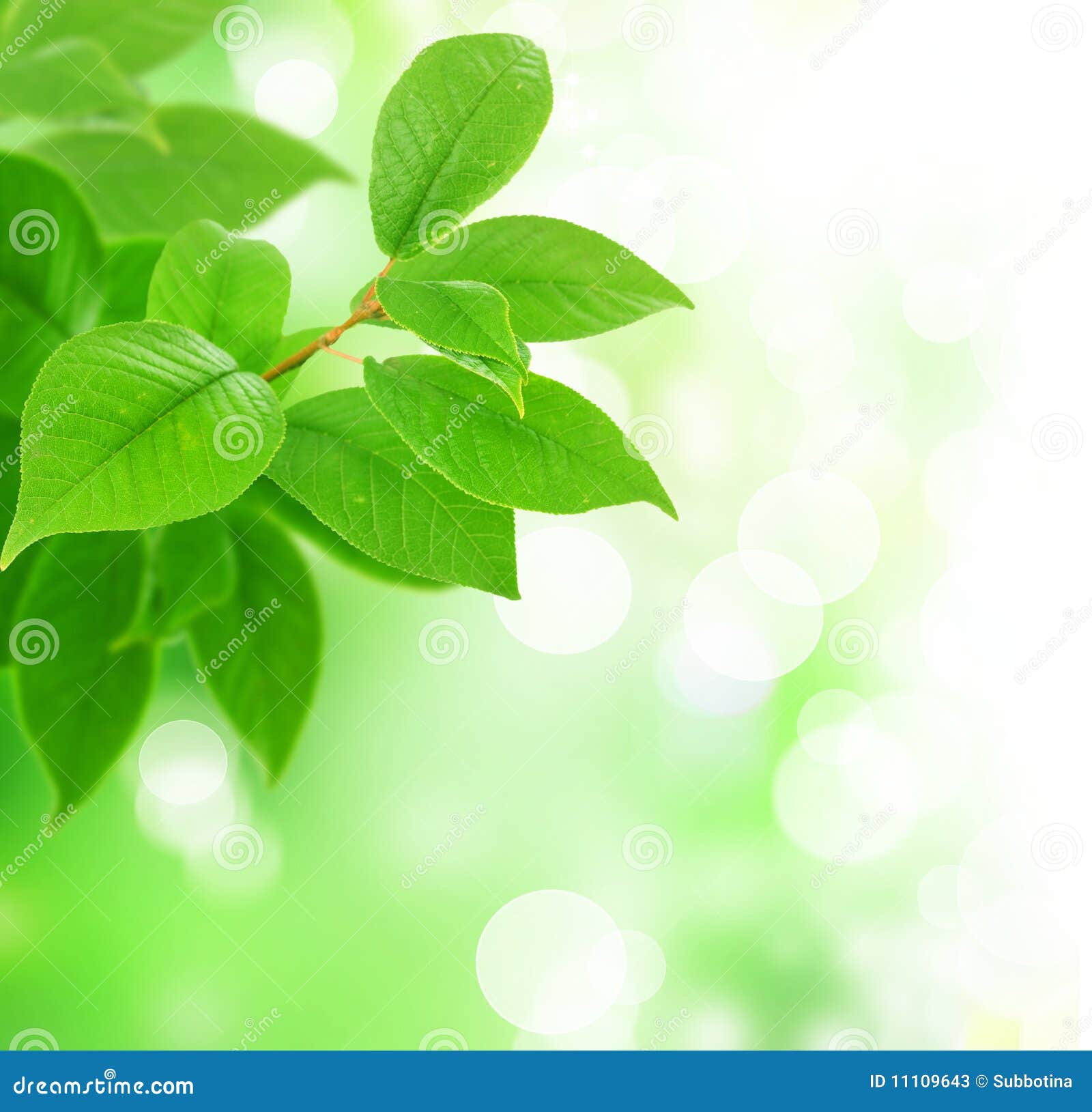 Fresh Green Leaves stock image. Image of focus, backgrounds - 11109643