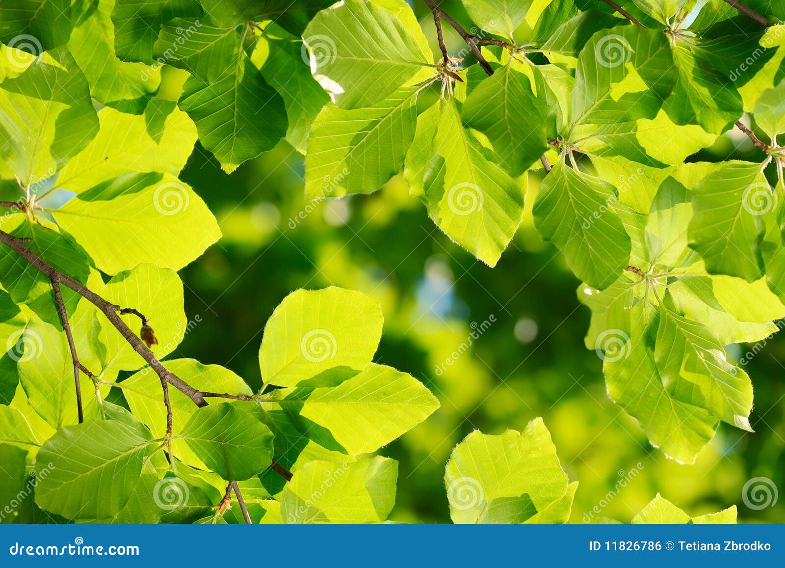 Fresh green leaves stock photo. Image of growth, bright - 11826786