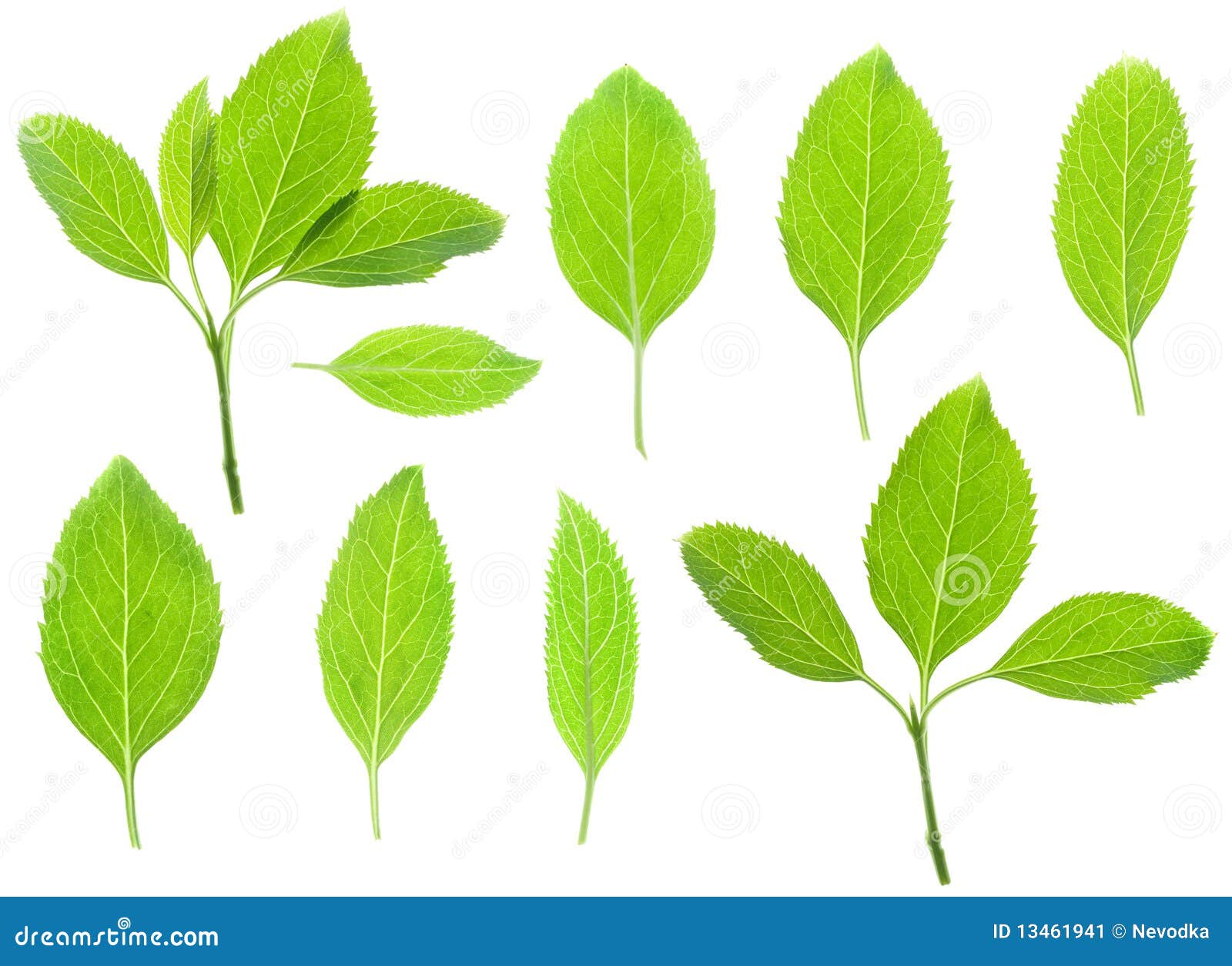 Fresh green leaves stock image. Image of natural, nature - 13461941