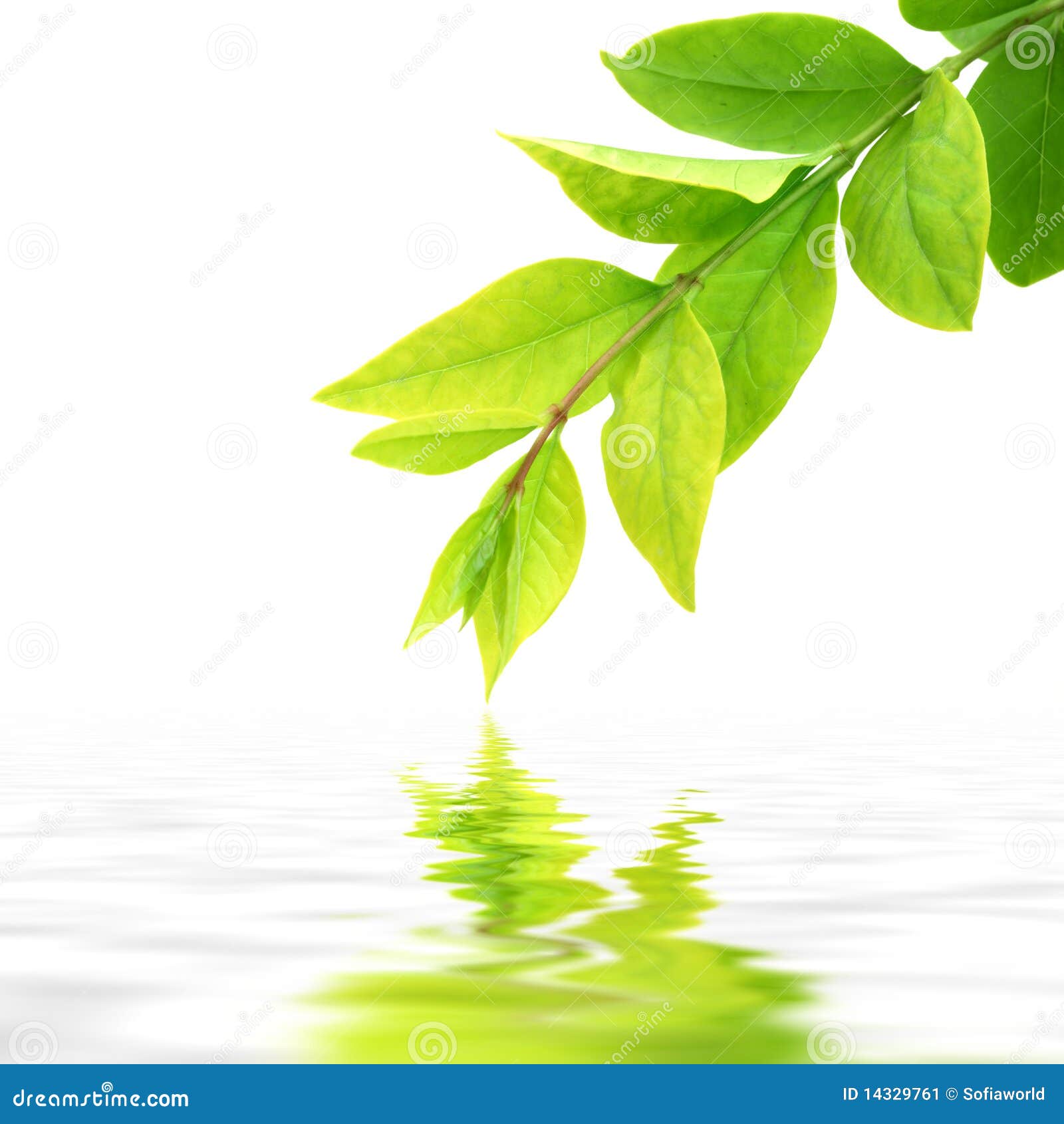 Fresh green leaves stock image. Image of reflection, color - 14329761
