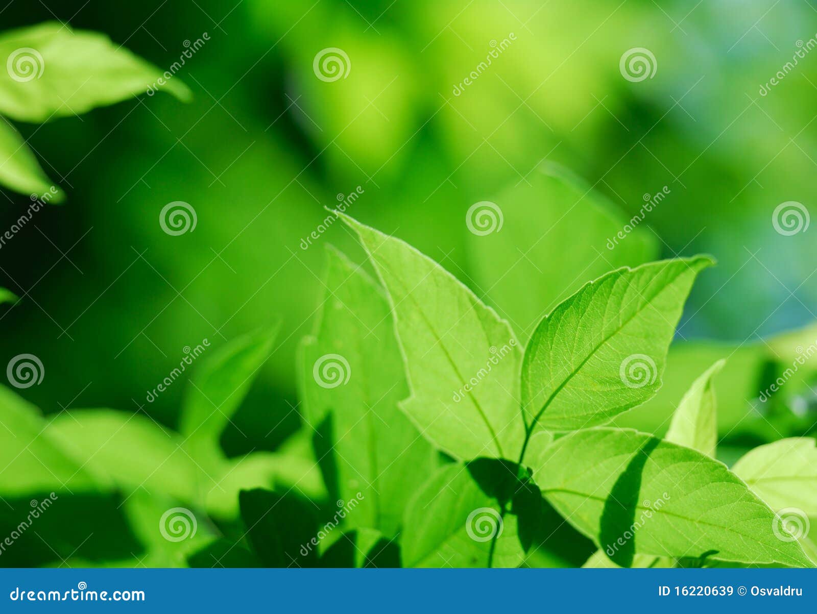 Fresh green leaves stock image. Image of lush, maple - 16220639