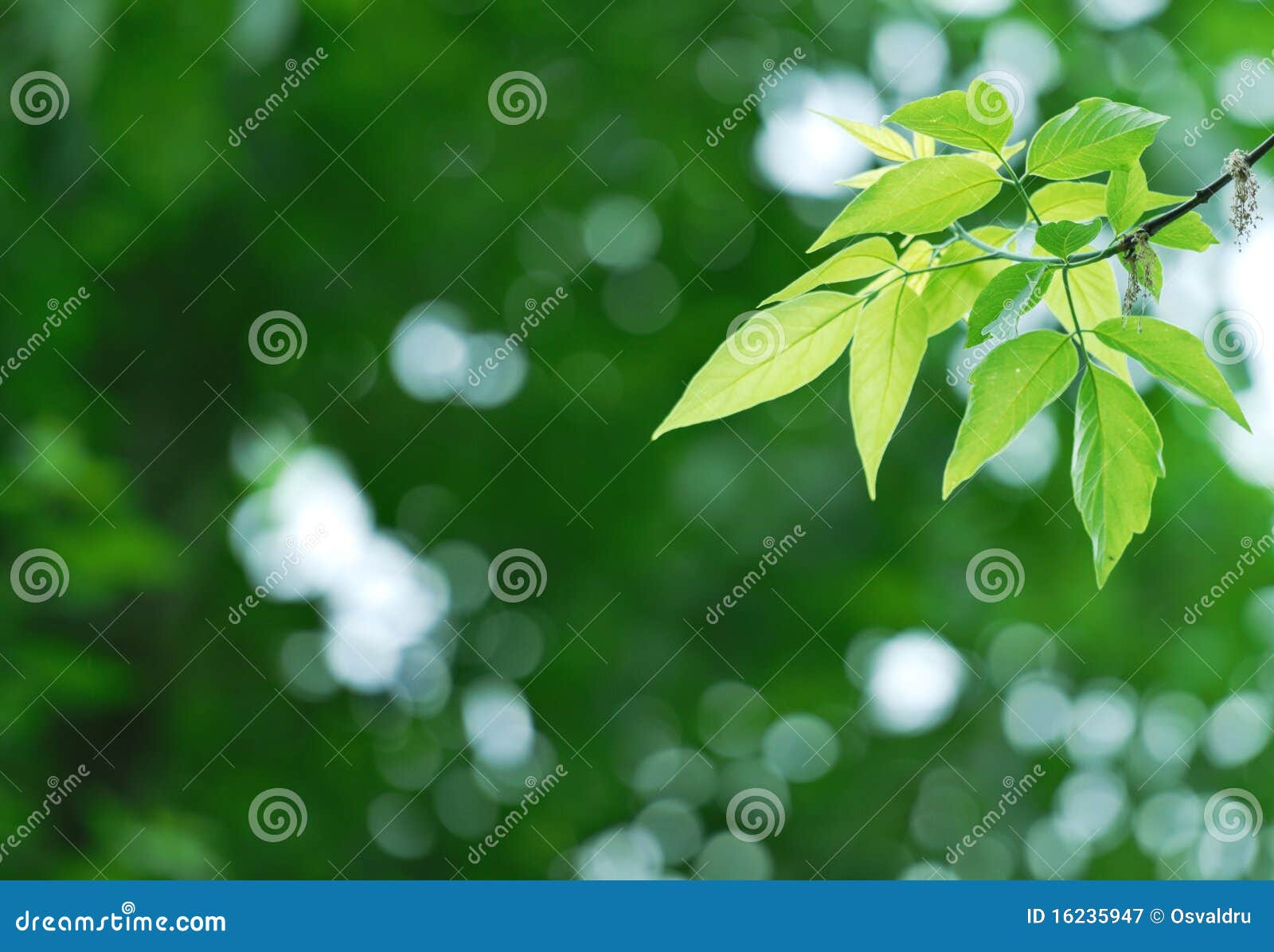 Fresh green leaves. stock image. Image of spring, backgrounds - 16235947