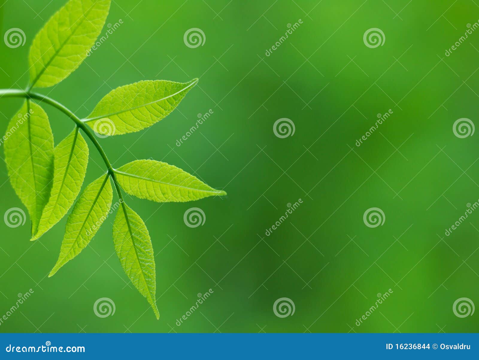 Fresh green leaves. stock photo. Image of color, sunlight - 16236844