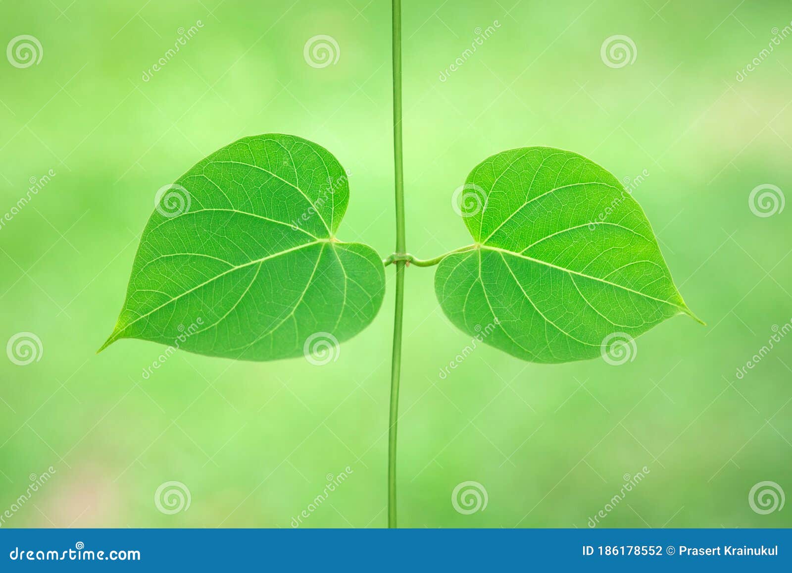 Ftexture Stock Photos - Free & Royalty-Free Stock Photos from Dreamstime