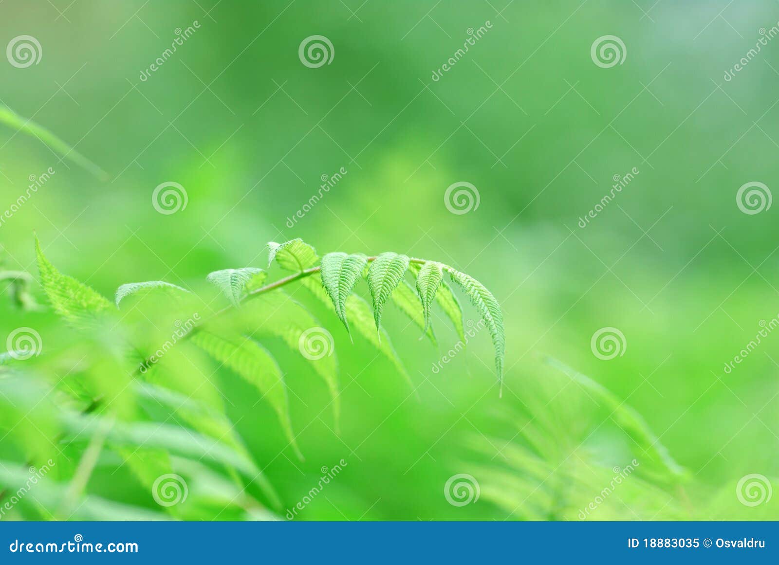 Fresh green leaves. stock image. Image of environmental - 18883035