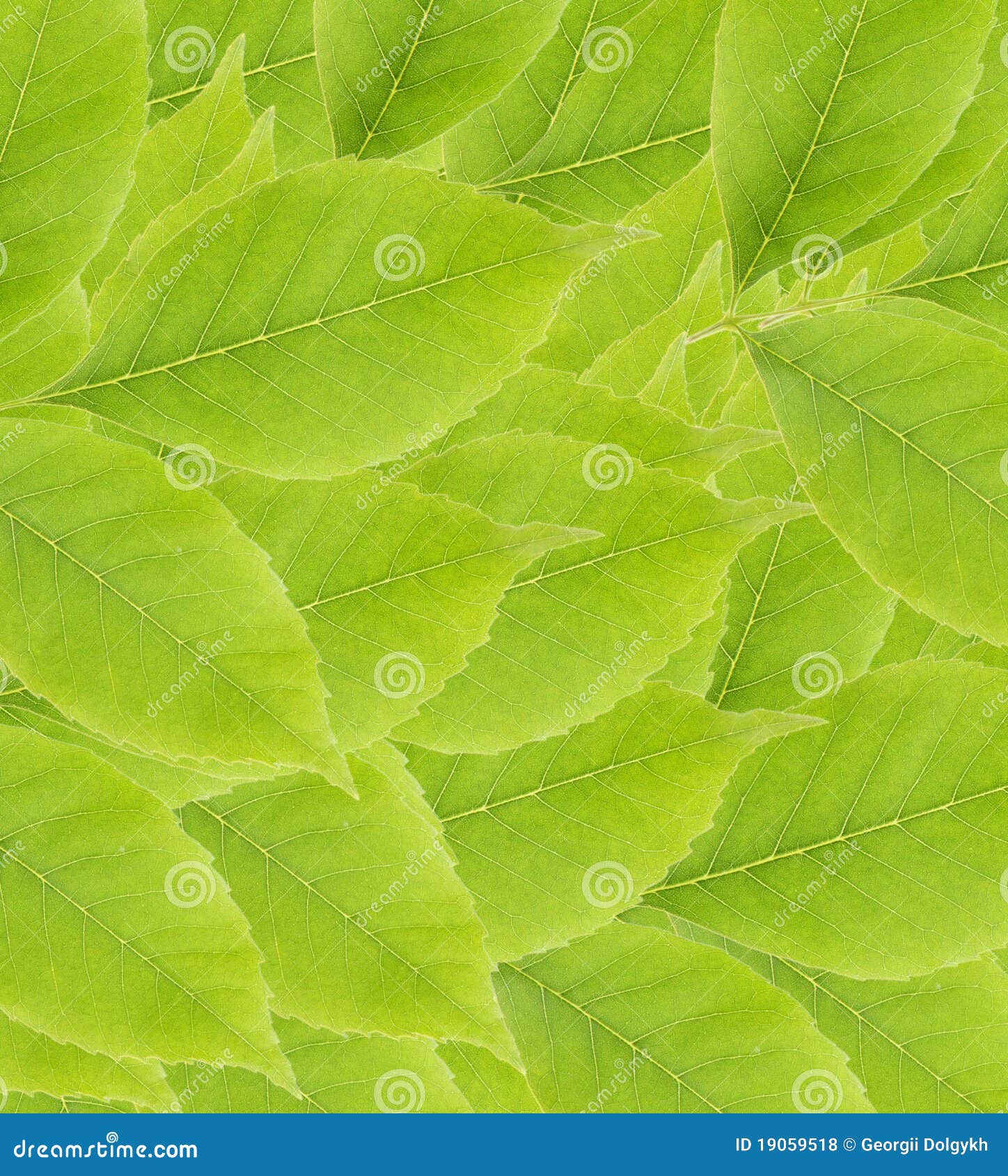 Fresh green leaves stock photo. Image of shiny, green - 19059518