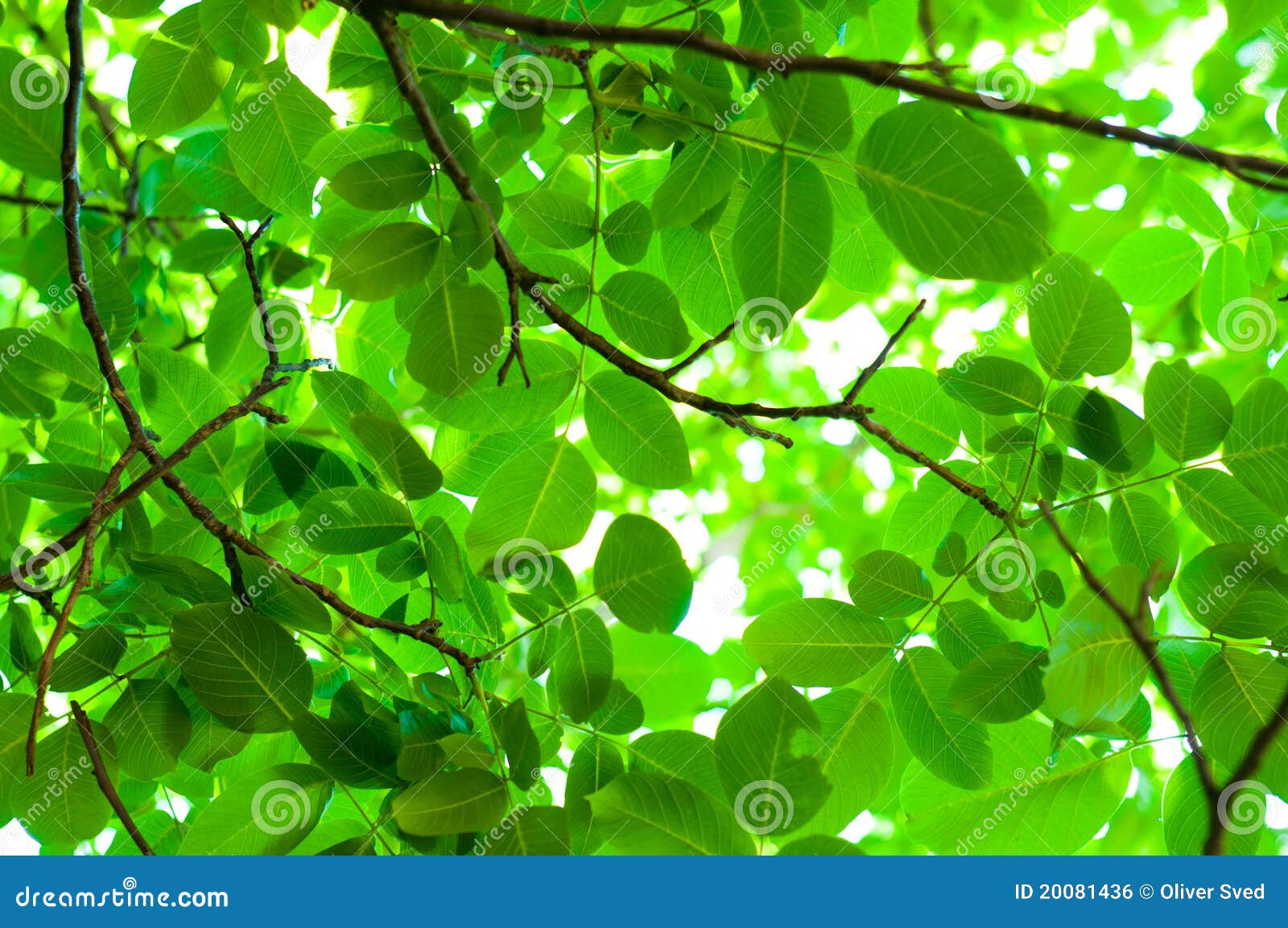 Fresh green leaves stock photo. Image of maple, beauty - 20081436