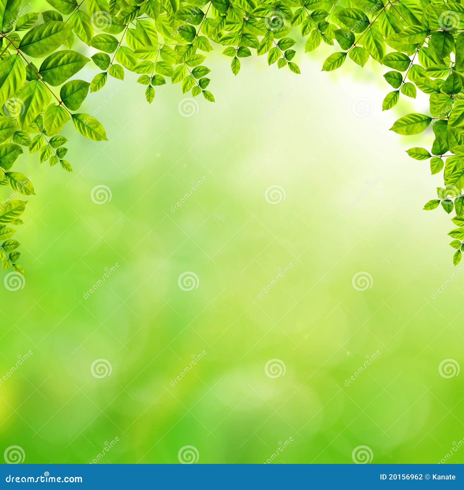 Fresh green leaves stock photo. Image of nature, herb - 20156962