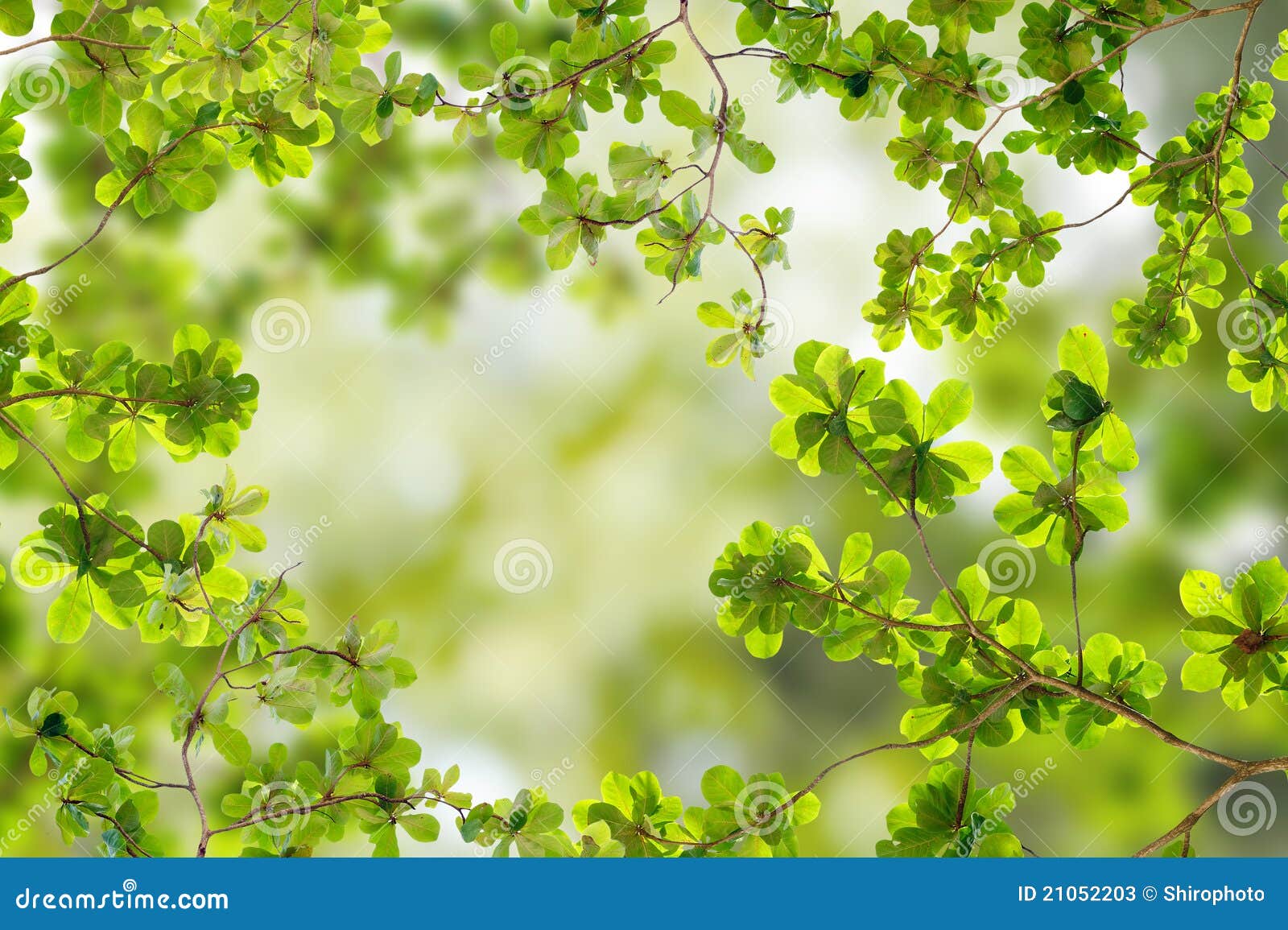 Fresh Green leaves stock image. Image of collage, freshness - 21052203